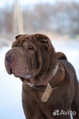 Красавец Георг ищет дом