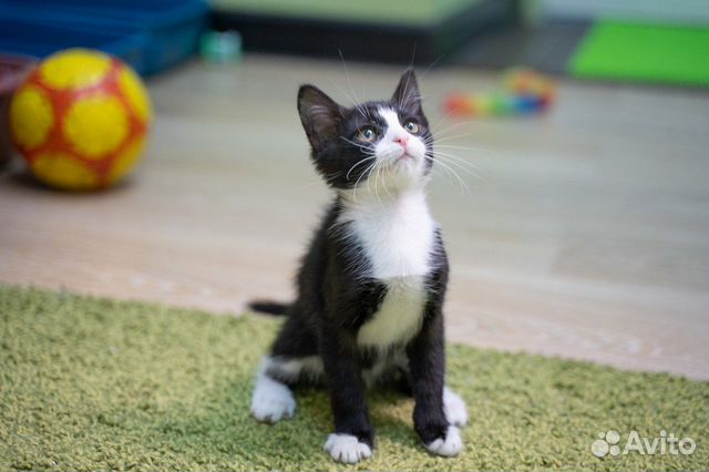 Котёнок мальчик в добрые руки
