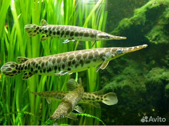 Панцирная щука