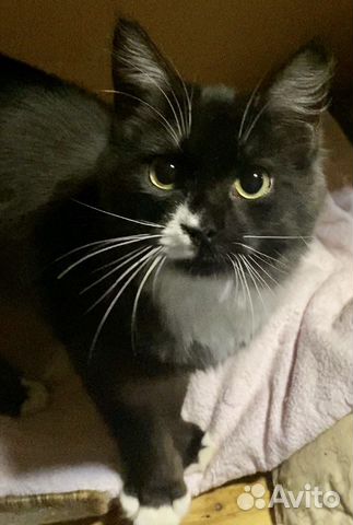 Котик подросток из приюта ищет дом