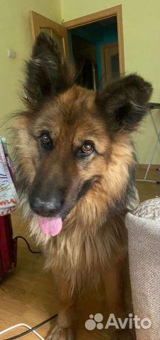 Айра. Собака-очаровака в добрые руки