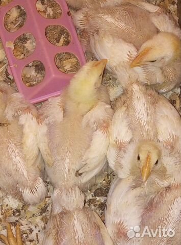 Цыпленок бройлерный кобб 500