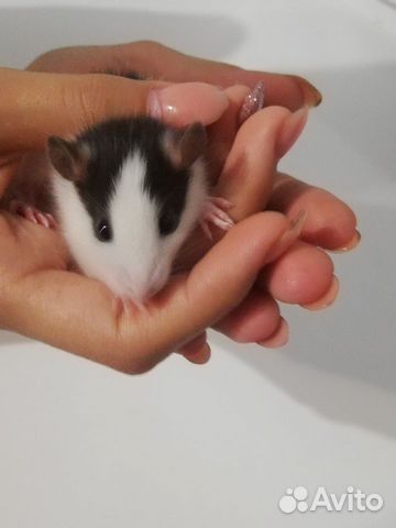 Декоративные крысята