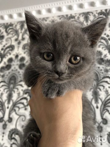 Котенок шотланский прямоухий