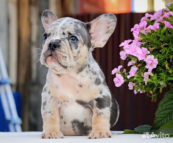 Французский бульдог