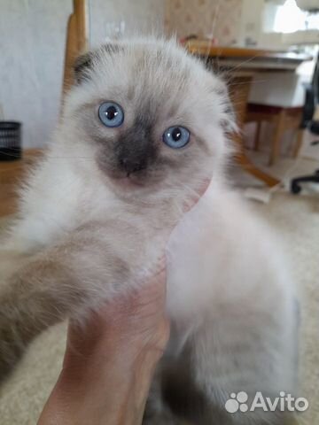 Котята шотландские вислоухие