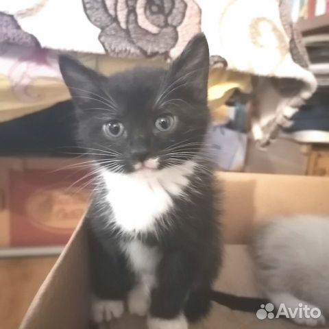 Котенок