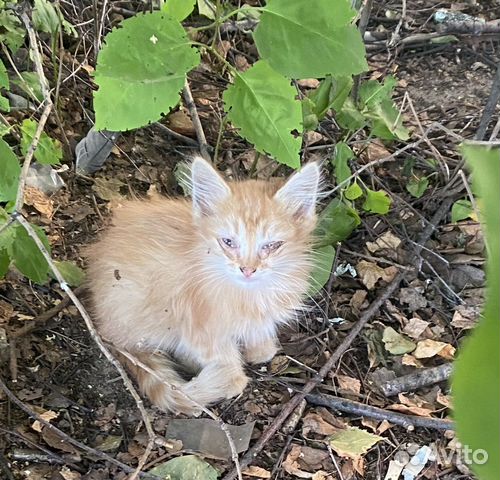 Котенку нужна помощь