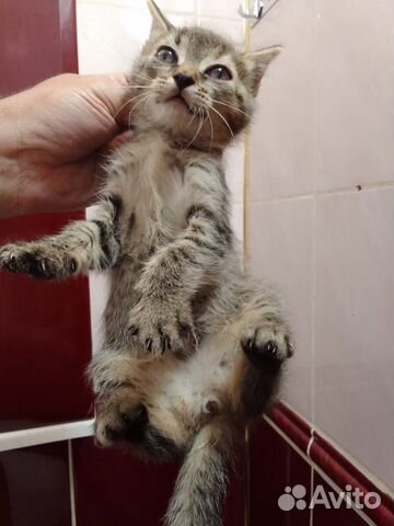 Котенок полосатик в дар ищет маму