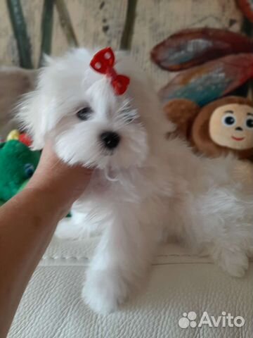Мальтийская Болонка. Мальтезе щенки. Мини