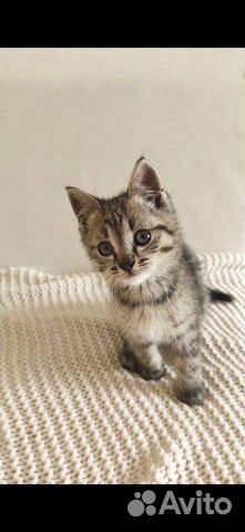 Котенок мальчик