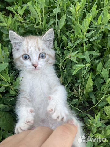 Котофей