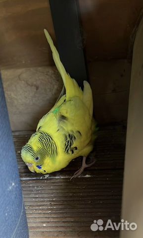 Волнистый попугай