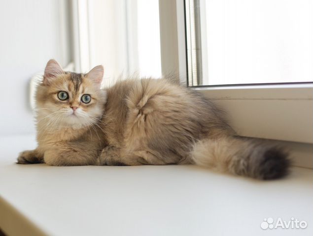 Золотые шиншиллы