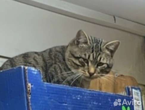 Живет в магазине добрый, видный котик-шпротик