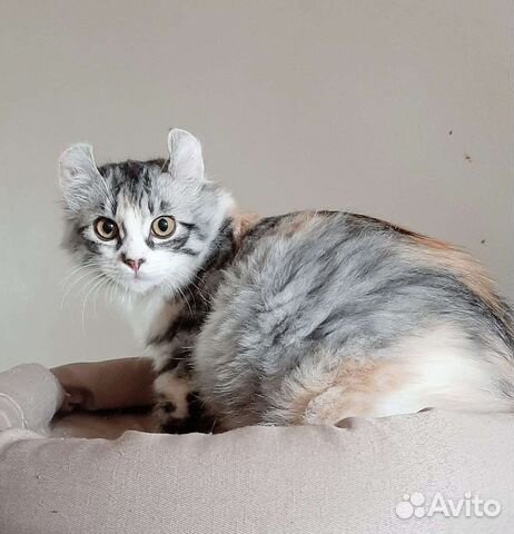 Американский кёрл