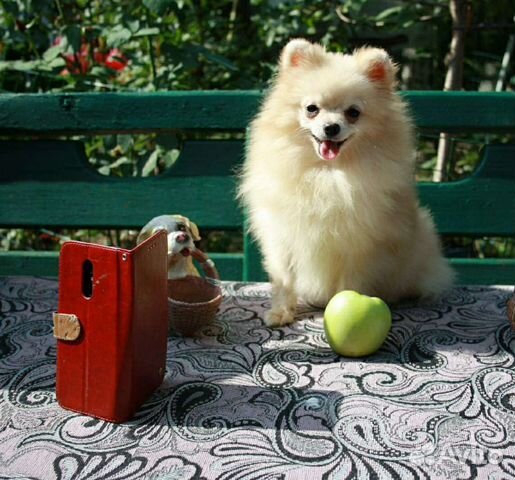 Микро Девочка шпиц