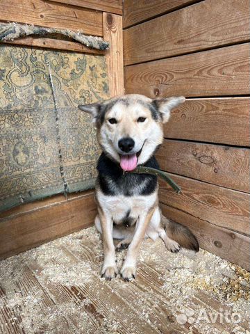 Милая Машка в дар