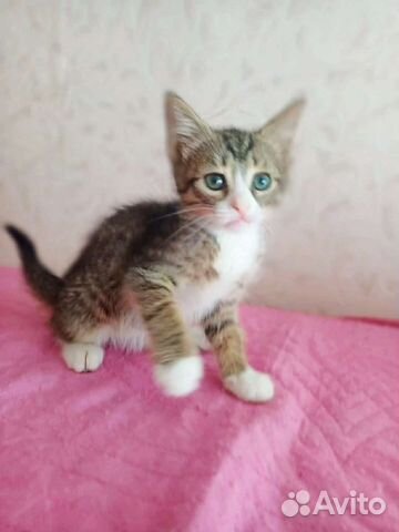 Котёнок Ариша