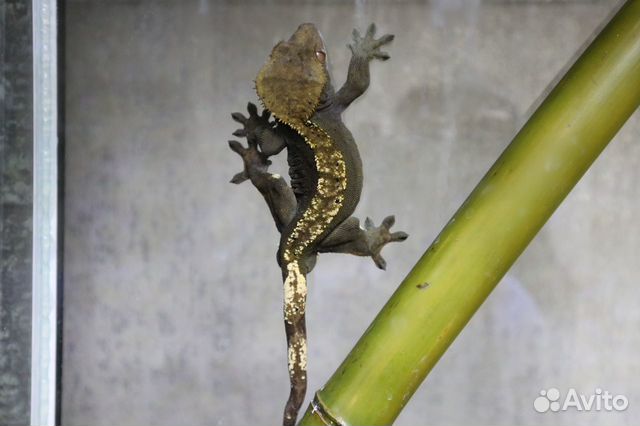 Реснитчатый бананоед