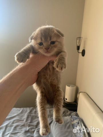 Шотландские вислоухие котята скотиш фолд