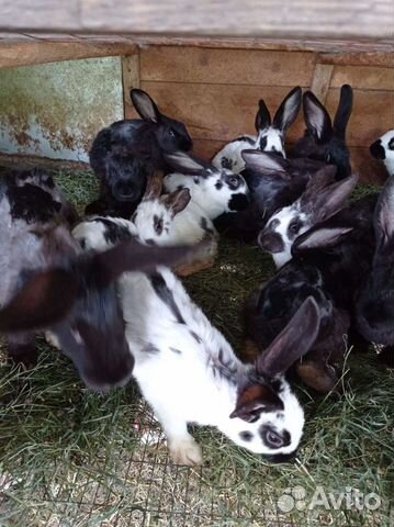 Кролики мясных пород