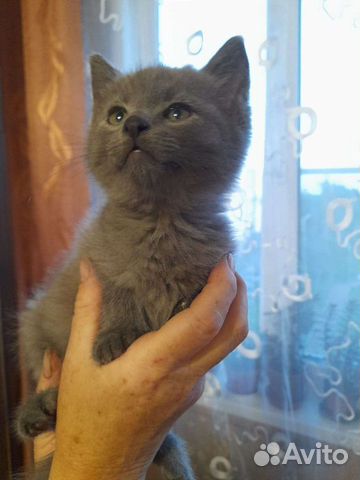 Британская