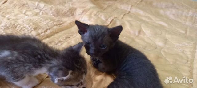 Канадский сфинкс