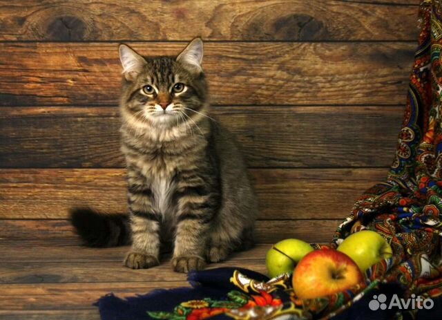 Сибирские котята из питомника