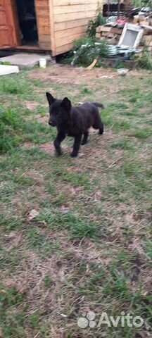 Щенки алабая помесь