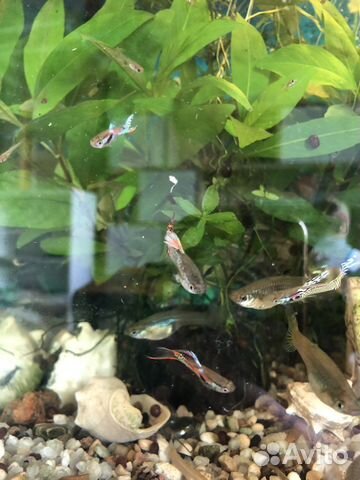 Мальки гуппи