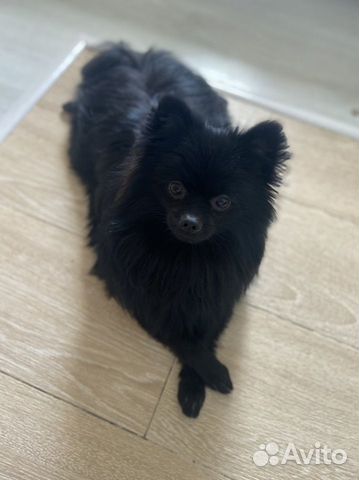 Померанский шпиц вязка кобель