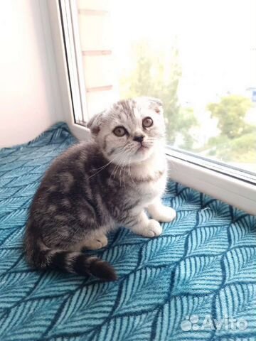 Шотландские котята Скотиш фолд и Скотиш страйт