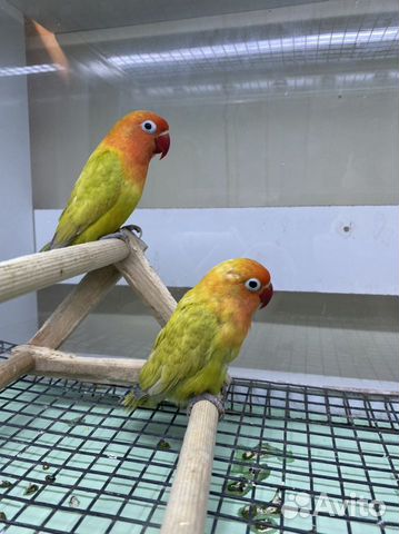 Попугай неразлучники