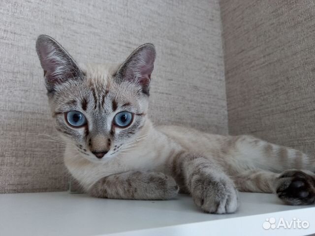 Замуррчательная кошечка