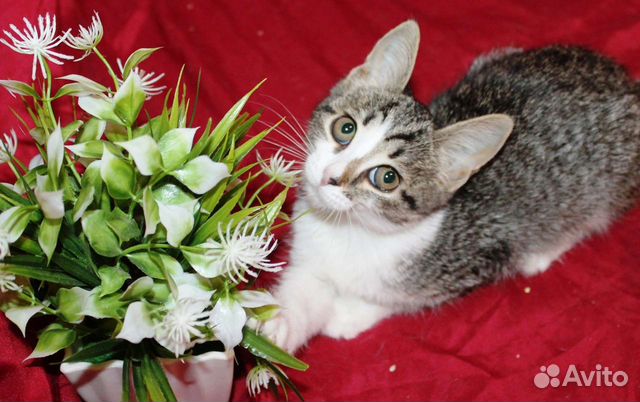 Необычайной красоты котенок