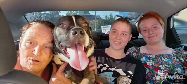 Щенок питбуля в добрые руки