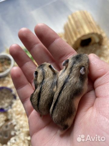 Хомяки джунгарики