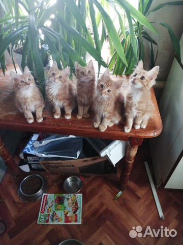 Курильских бобтейлы