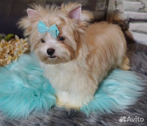 Цветной йорк белый мальчик