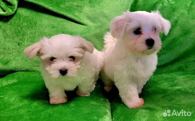 Мальтийская болонка мини