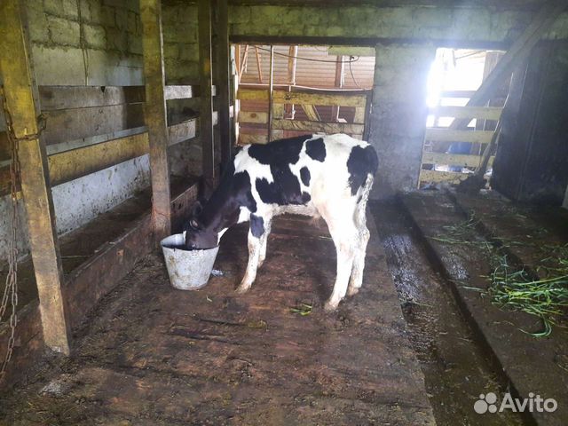 Бычки телята