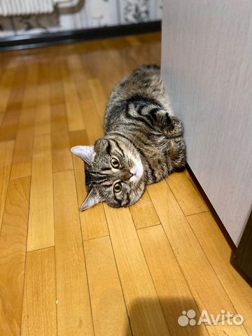 Кошки в добрые руки