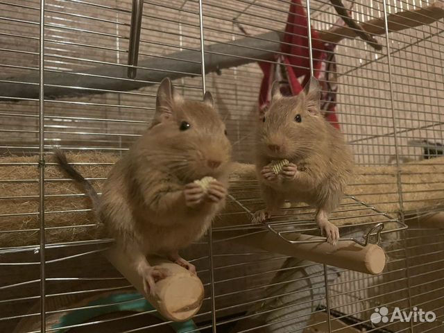 Чилийская белка дегу