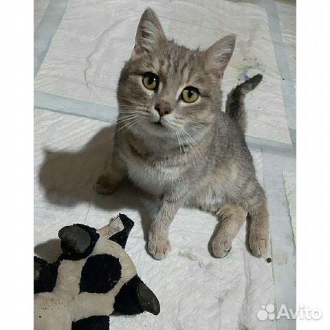 Котенок мальчик 6 месяцев кастрирован