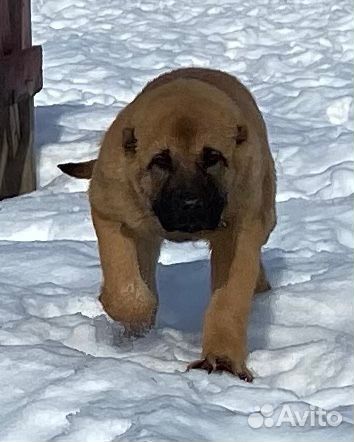 Турецкий Кангал. Документы РКФ