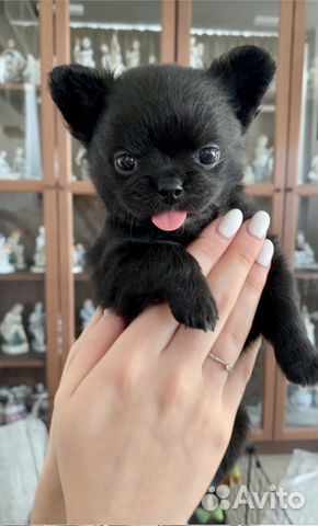 Мальчик Чихуа РКФ