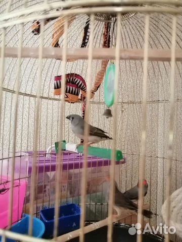 Зебровые амадины, птенец