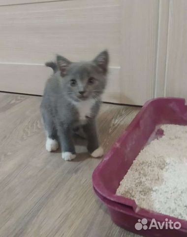 Котенок в добрые руки