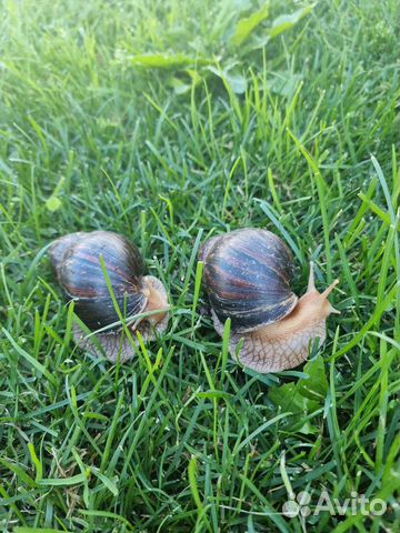 Отдам даром ахатинские улитки (пантера)